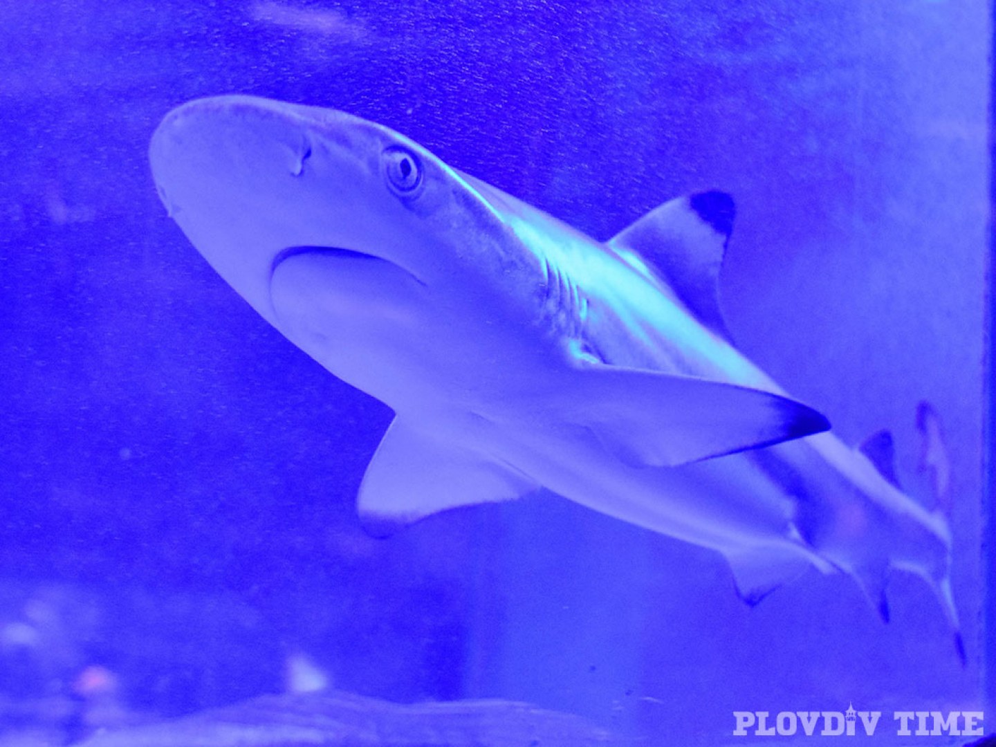 6 вида акули плуват в Природонаучния музей в Пловдив - plovdivtime.bg