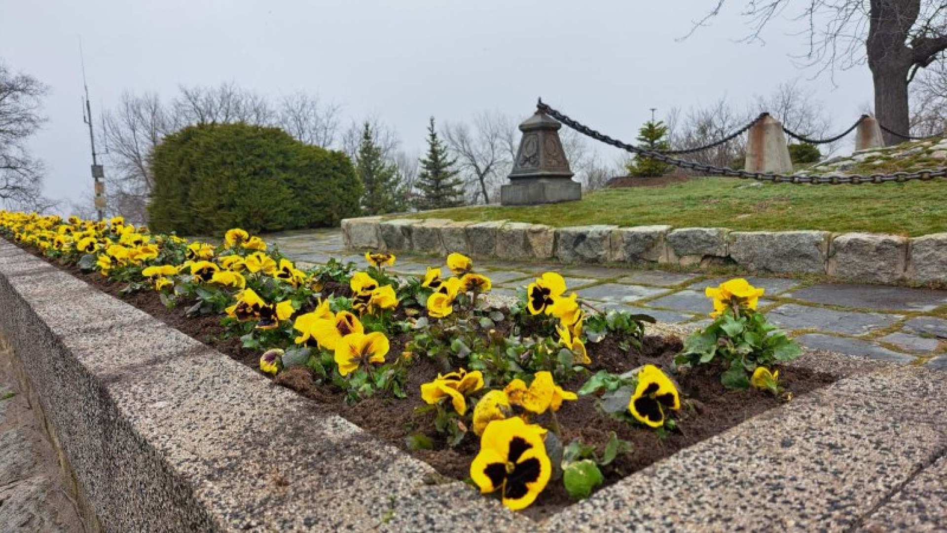 По случай 3 март: Стотици засадени цветя преобразиха Бунарджика - plovdivtime.bg